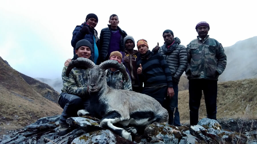 Blue Sheep Hunting in Dhorpatan Hunting Reserve in Nepal