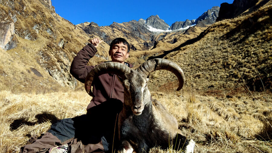 Nepal Blue Sheep and Himalayan Tahr